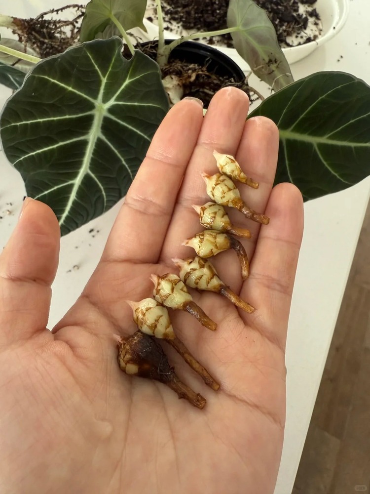 How to Propagate Alocasia (Step-by-Step) — Grow New Plants from Corms ...