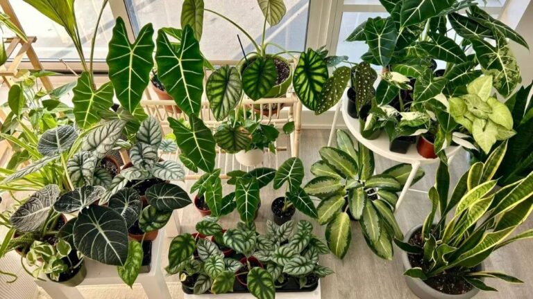 Alocasia Varieties Guide | 60+ Types with Photos, IDs & Care Snapshots
